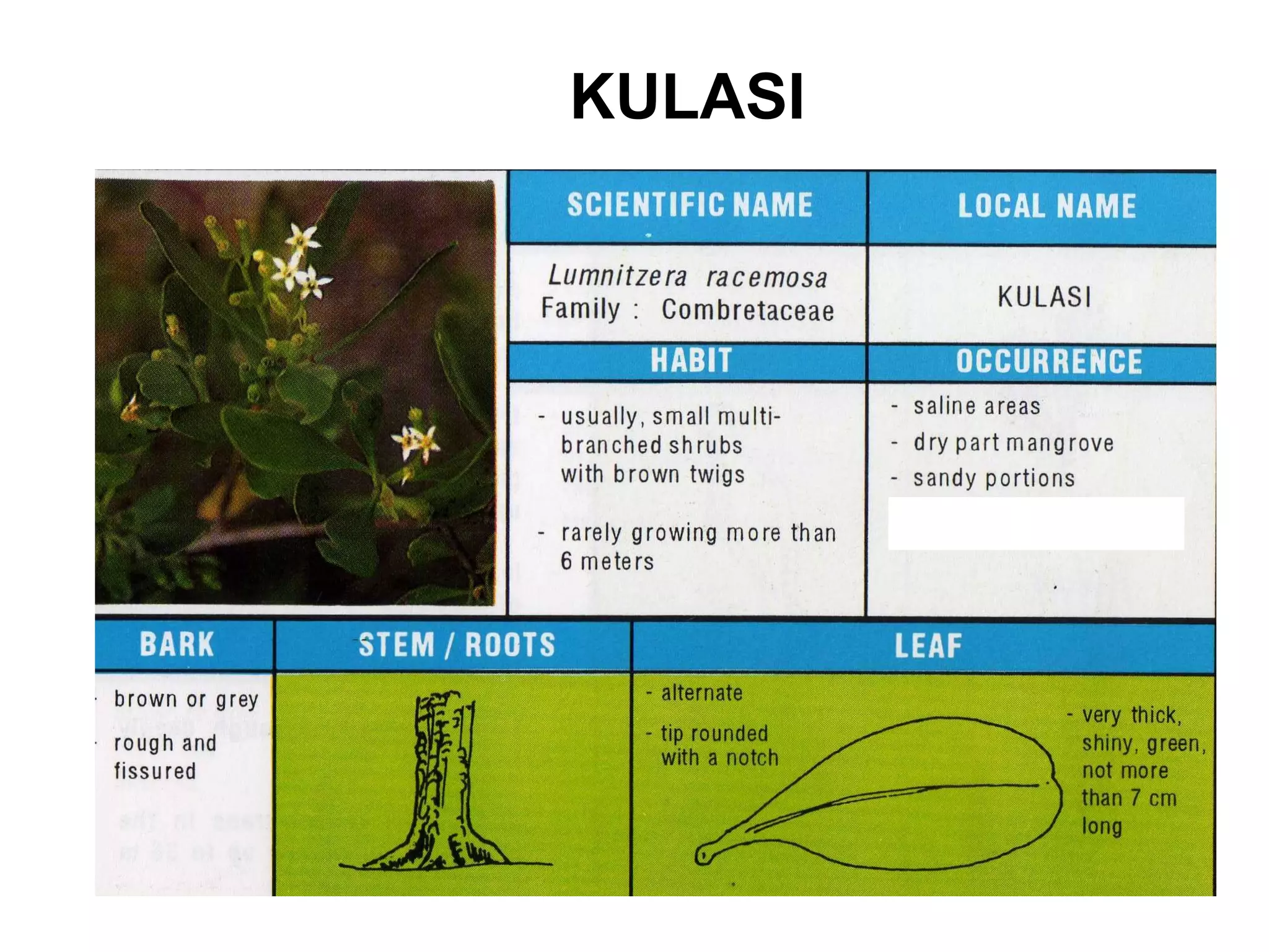 Mangrove field guide | PPT