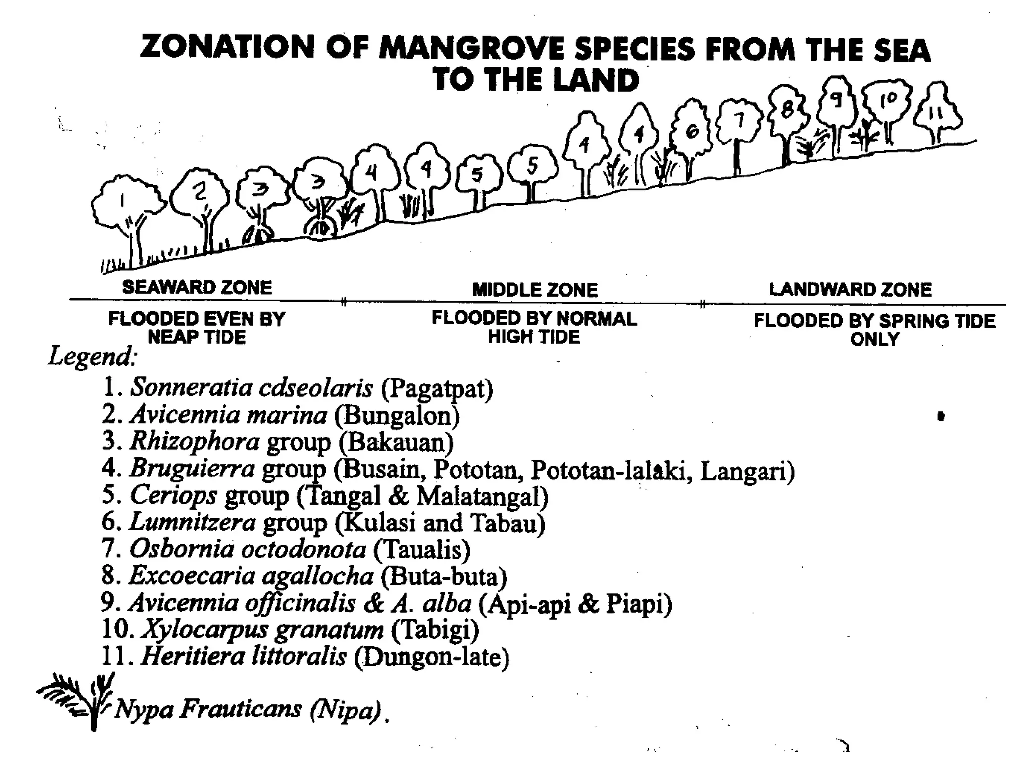 Mangrove field guide | PPT