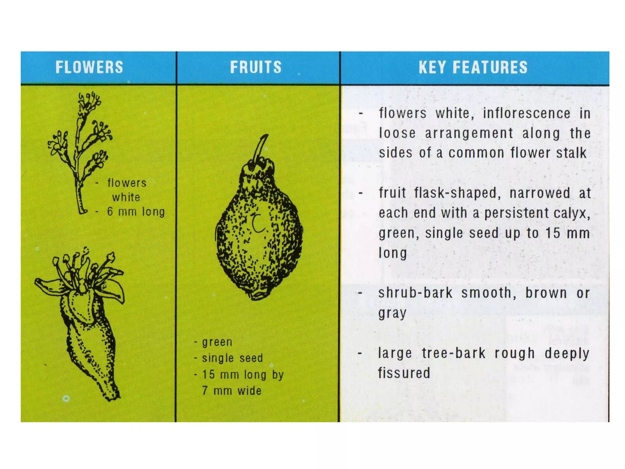 Mangrove field guide | PPT