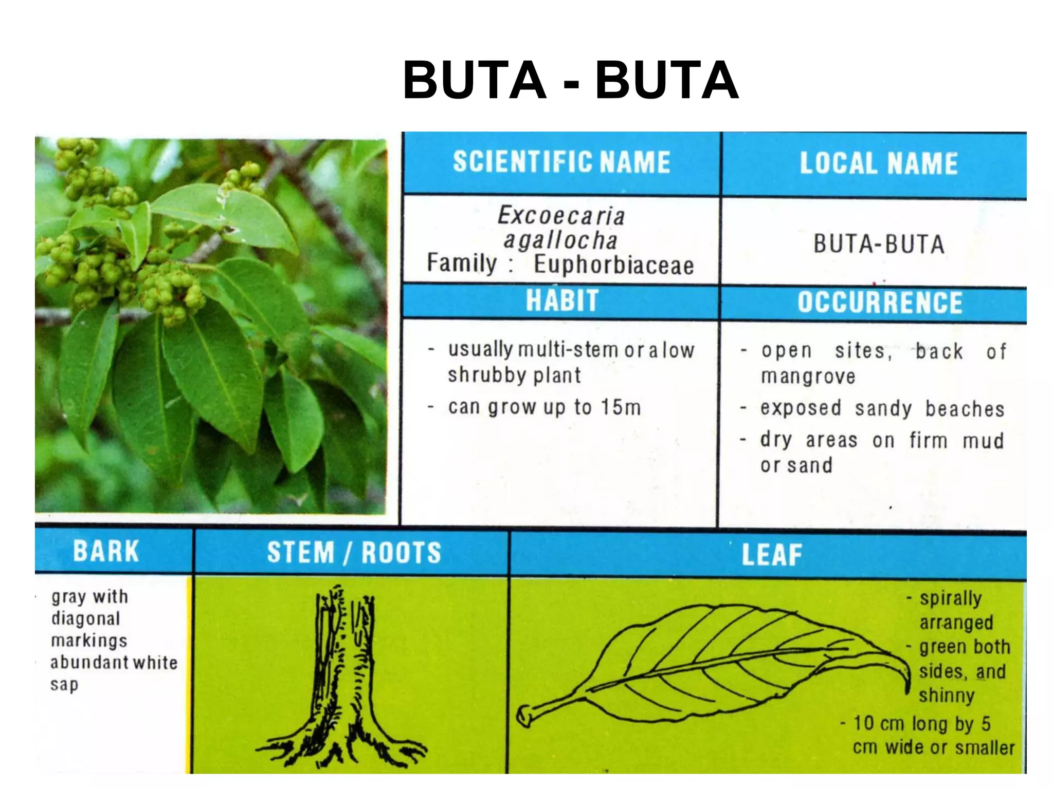 Mangrove field guide | PPT