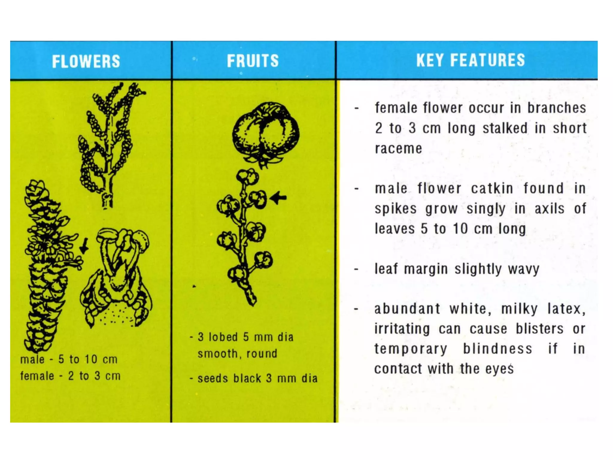 Mangrove field guide | PPT