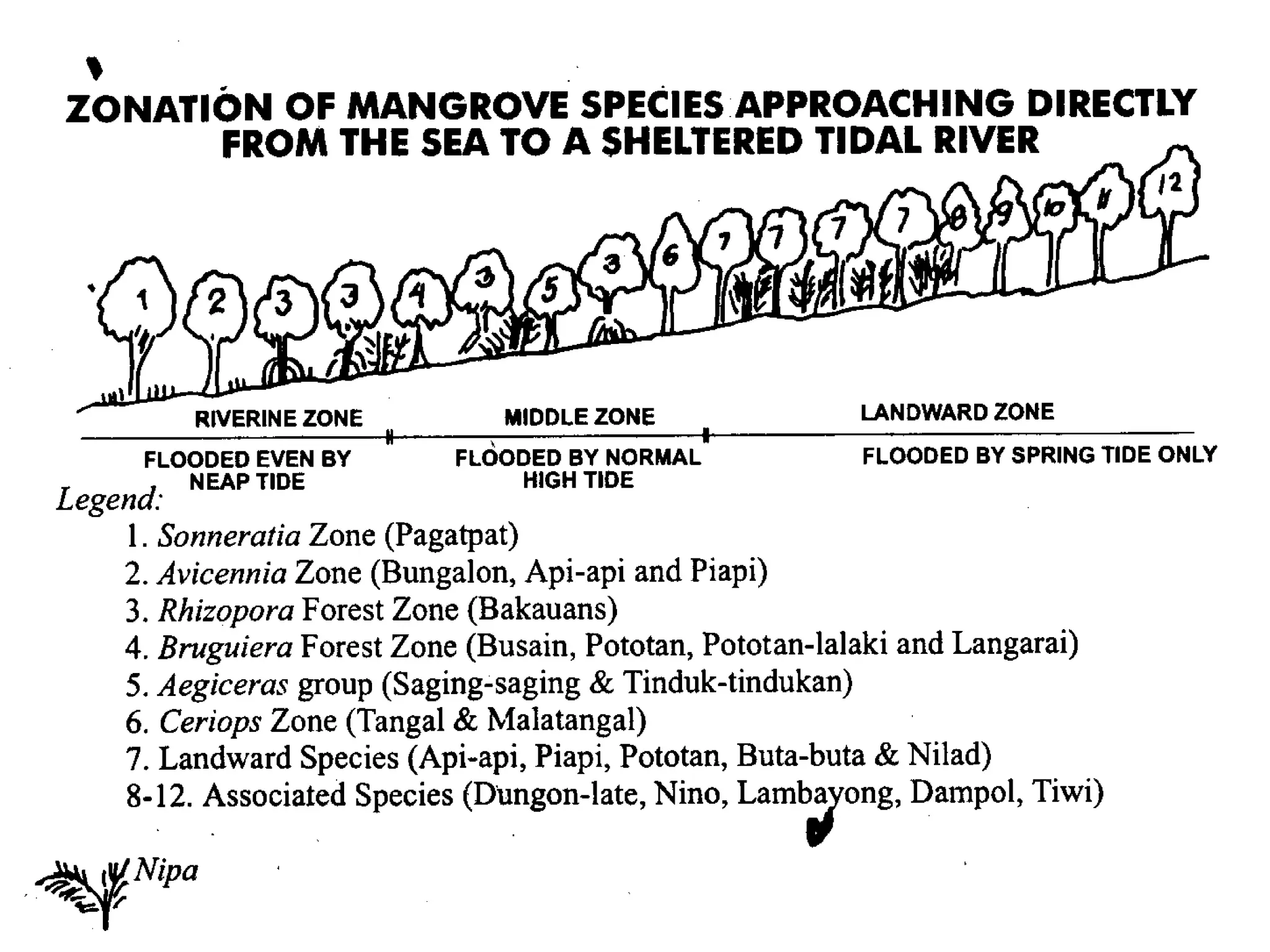 Mangrove field guide | PPT