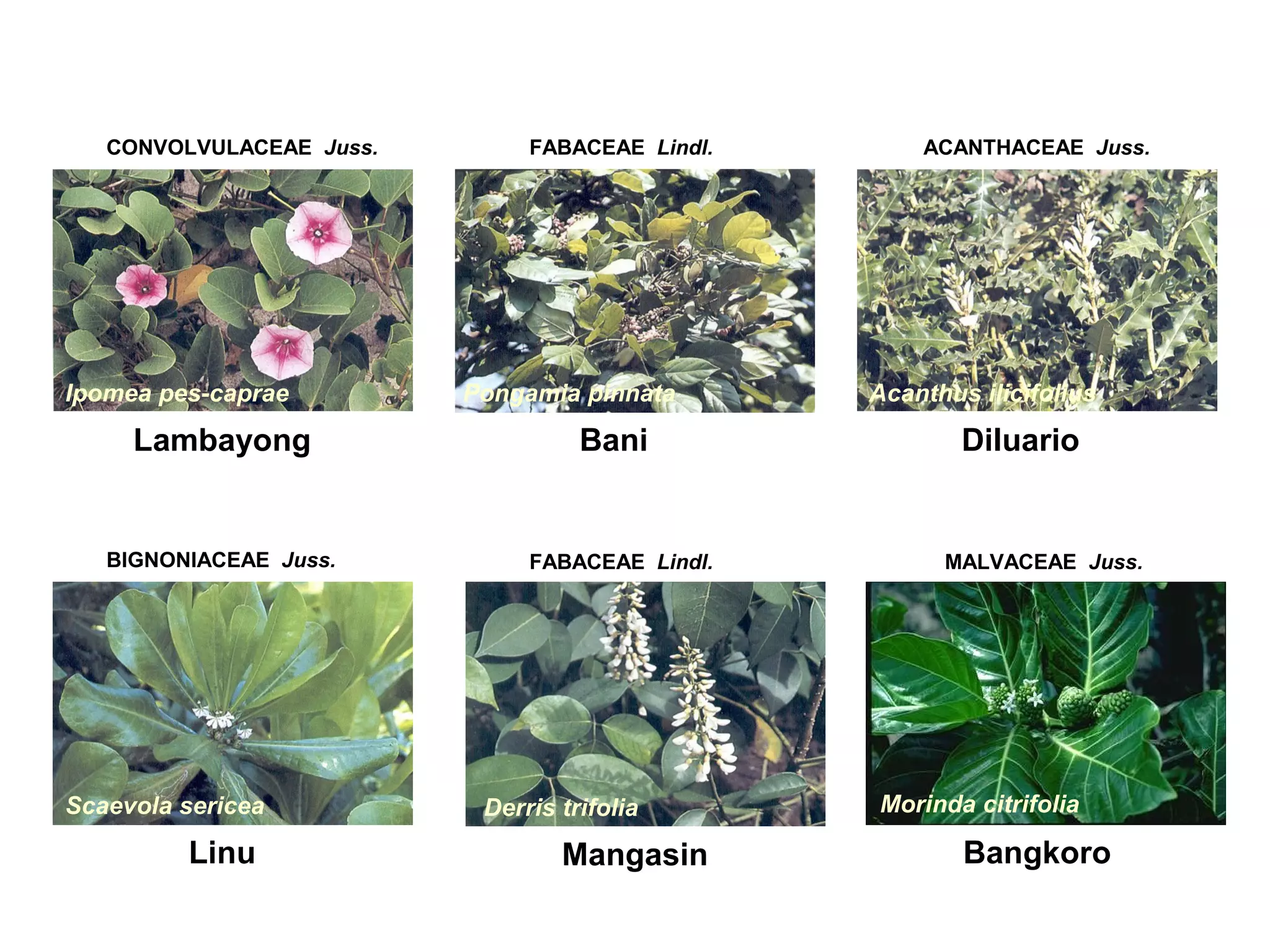 Mangrove field guide | PPT