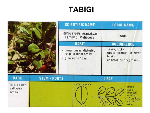 Mangrove field guide | PPT