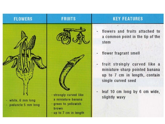 Mangrove field guide | PPT