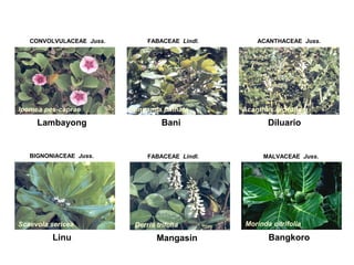 Mangrove field guide | PPT