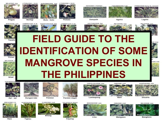 Mangrove field guide