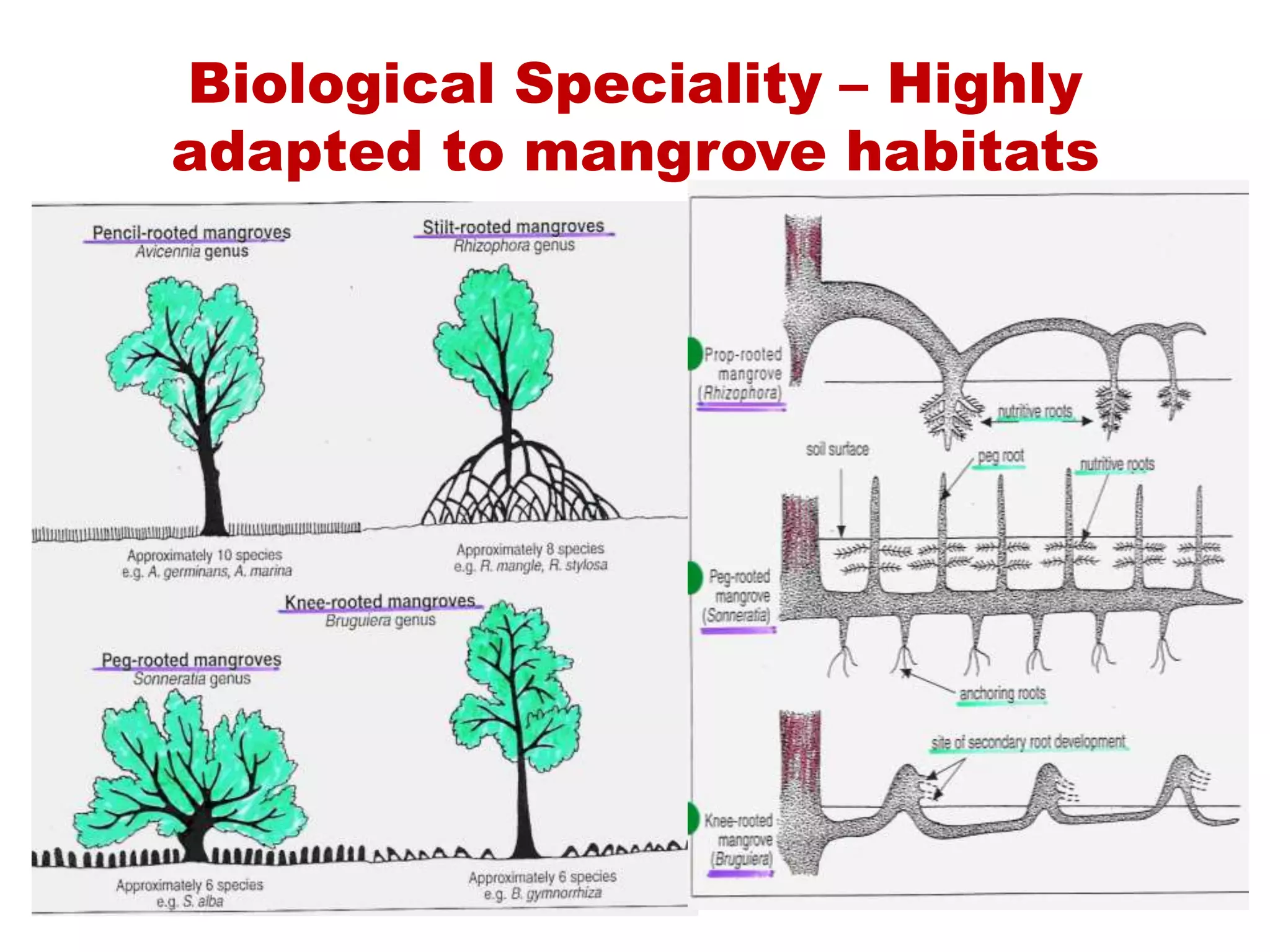 Mangrove flora of karnataka | PPT