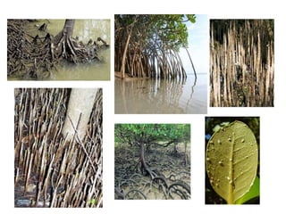 Mangrove flora of karnataka | PPSX