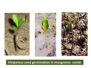 Mangrove flora of karnataka | PPSX