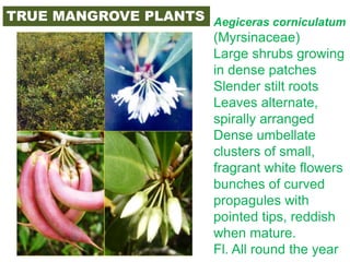 Mangrove flora of karnataka | PPSX
