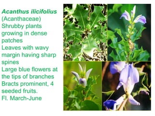 Mangrove flora of karnataka | PPSX