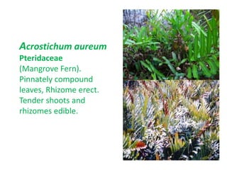 Mangrove flora of karnataka | PPSX