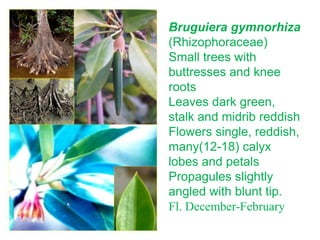 Mangrove flora of karnataka | PPSX