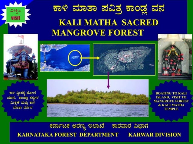 Mangrove flora of karnataka | PPT