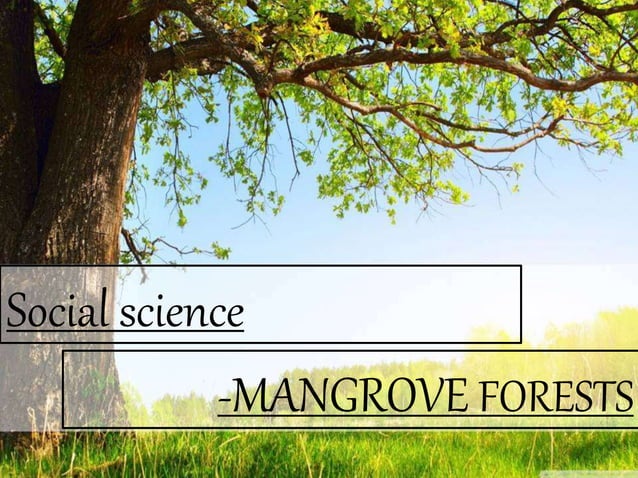 Mangrove forests ppt | PPTX | Geography | Science