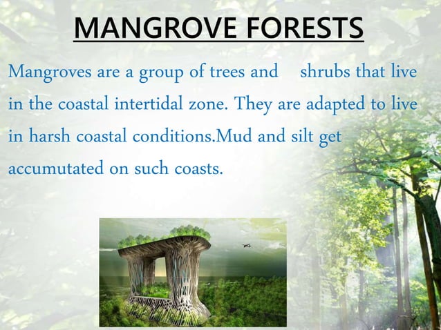 Mangrove forests ppt | PPTX | Geography | Science