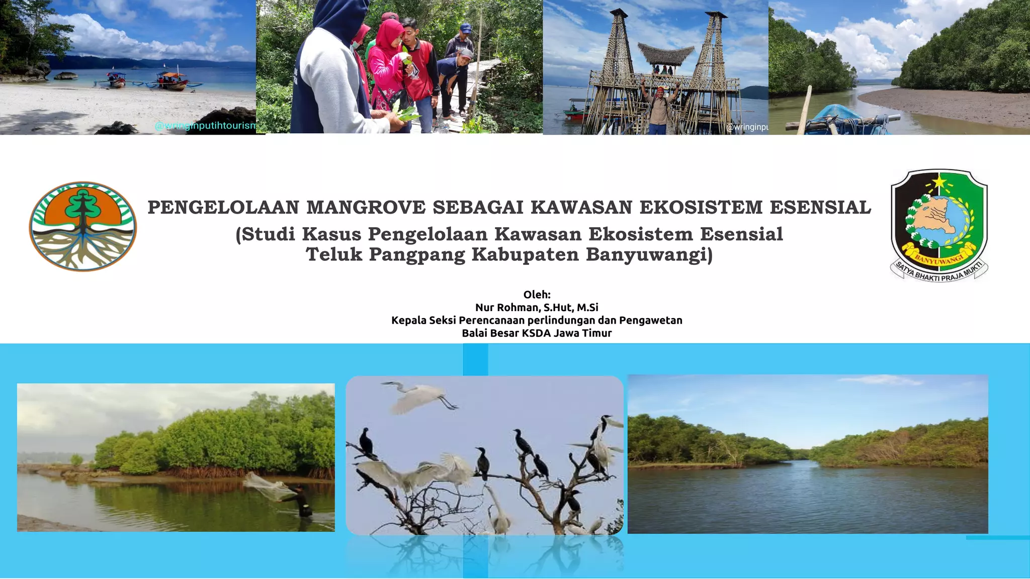 Mangrove management as an essential ecosystem area: A case study from Teluk Pangpang (Pangpang ...