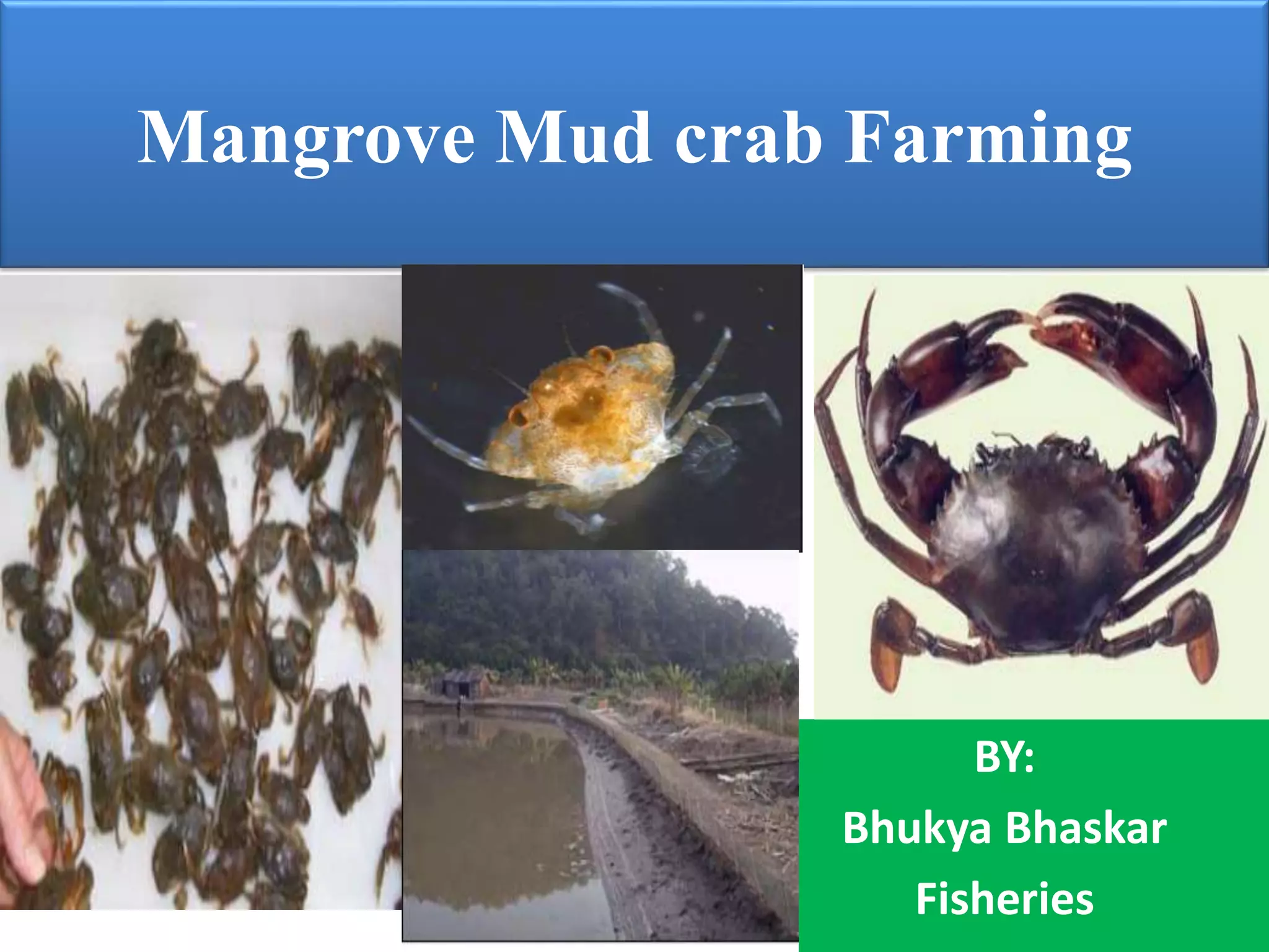 Mangrove Mud Crab Farming | PPTX