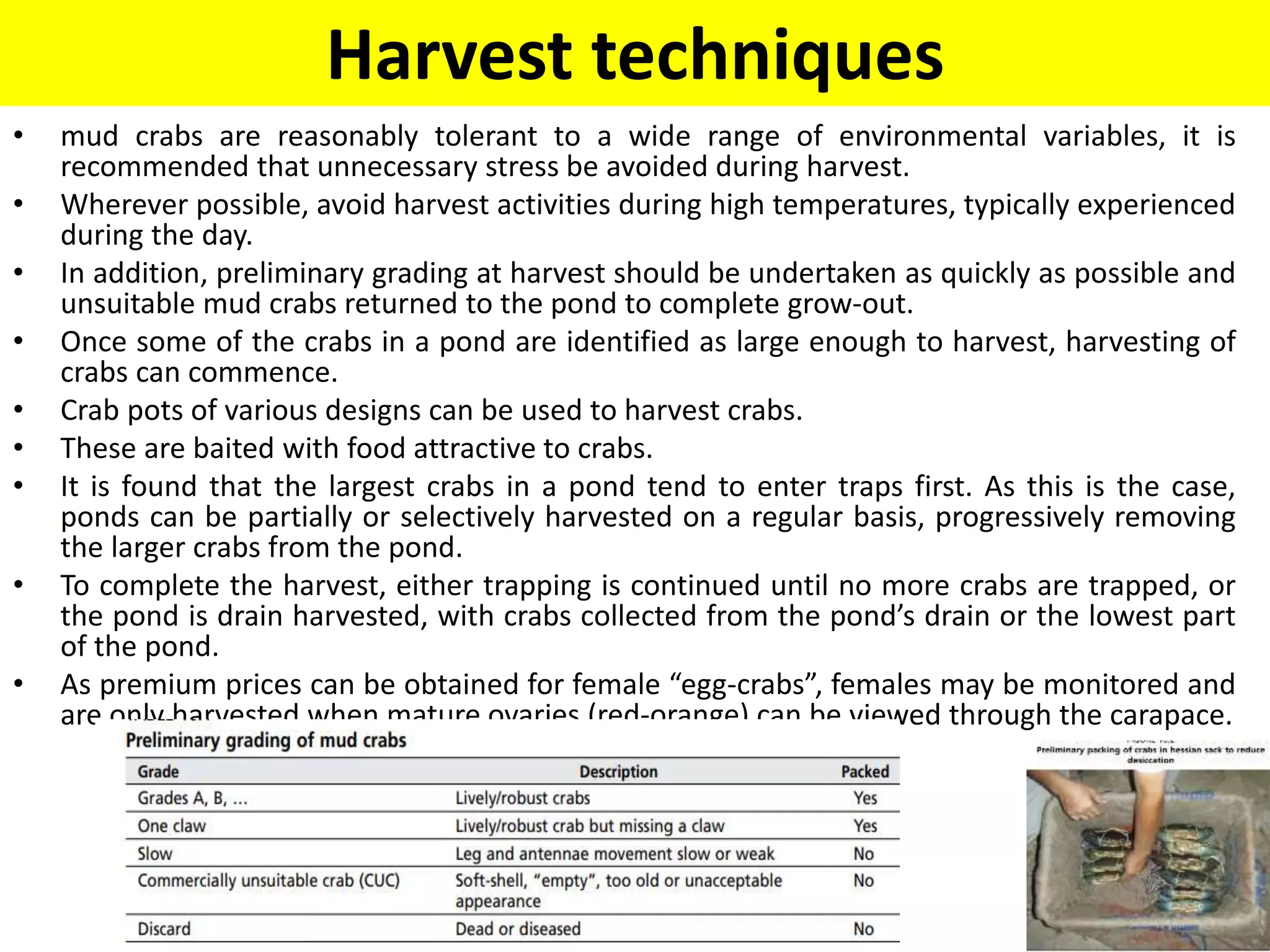 Mangrove Mud Crab Farming | PPTX