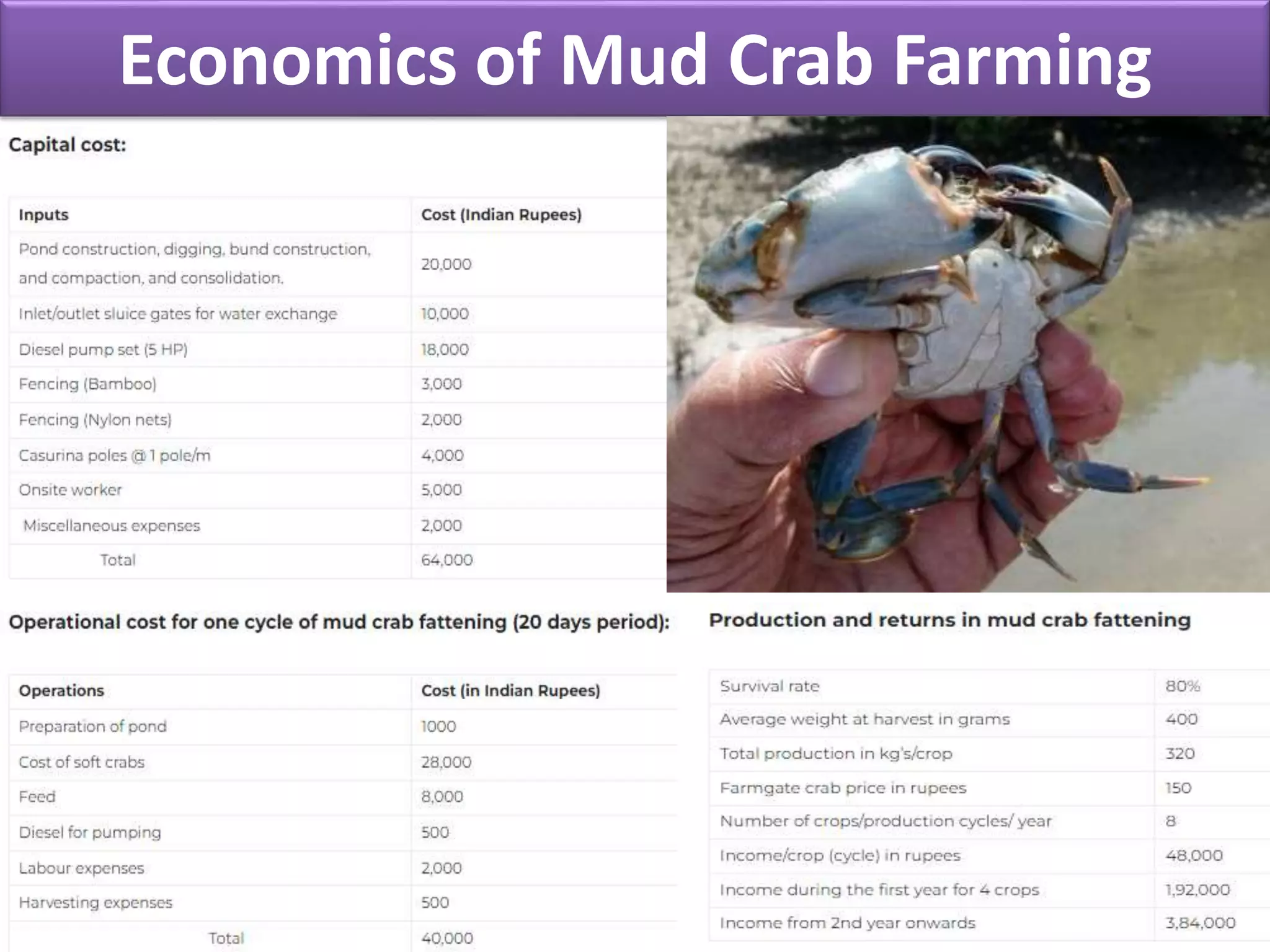 Mangrove Mud Crab Farming | PPTX