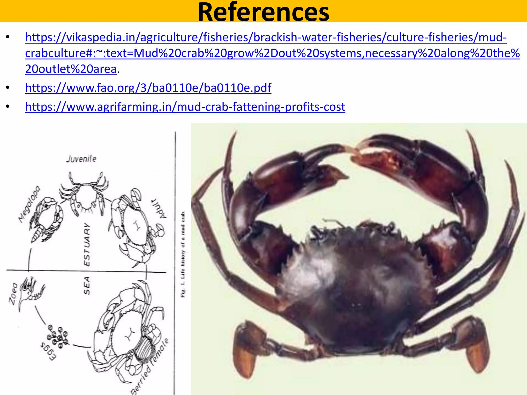 Mangrove Mud Crab Farming | PPTX