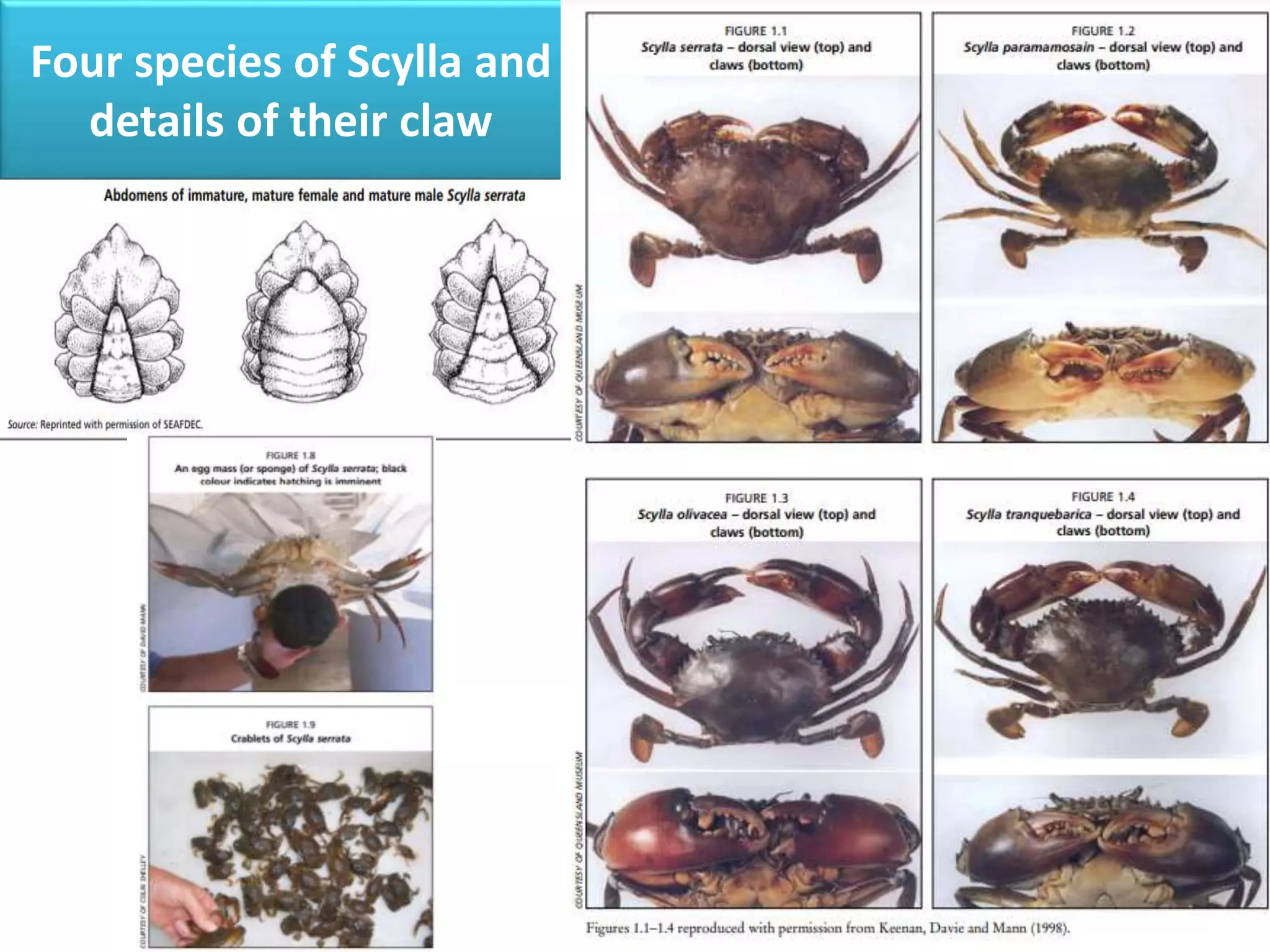 Mangrove Mud Crab Farming | PPTX