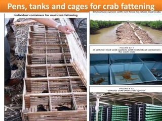 Mangrove Mud Crab Farming | PPTX