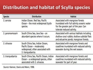 Mangrove Mud Crab Farming | PPTX
