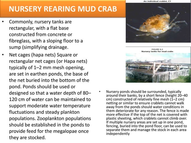 Mangrove Mud Crab Farming | PPTX