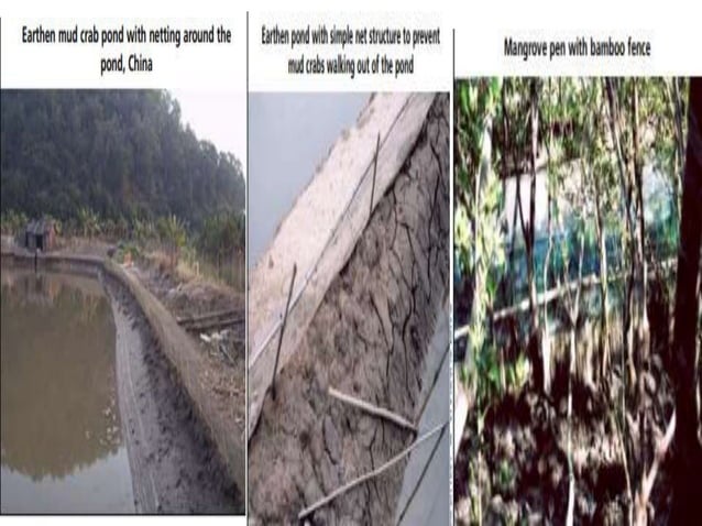 Mangrove Mud Crab Farming | PPTX