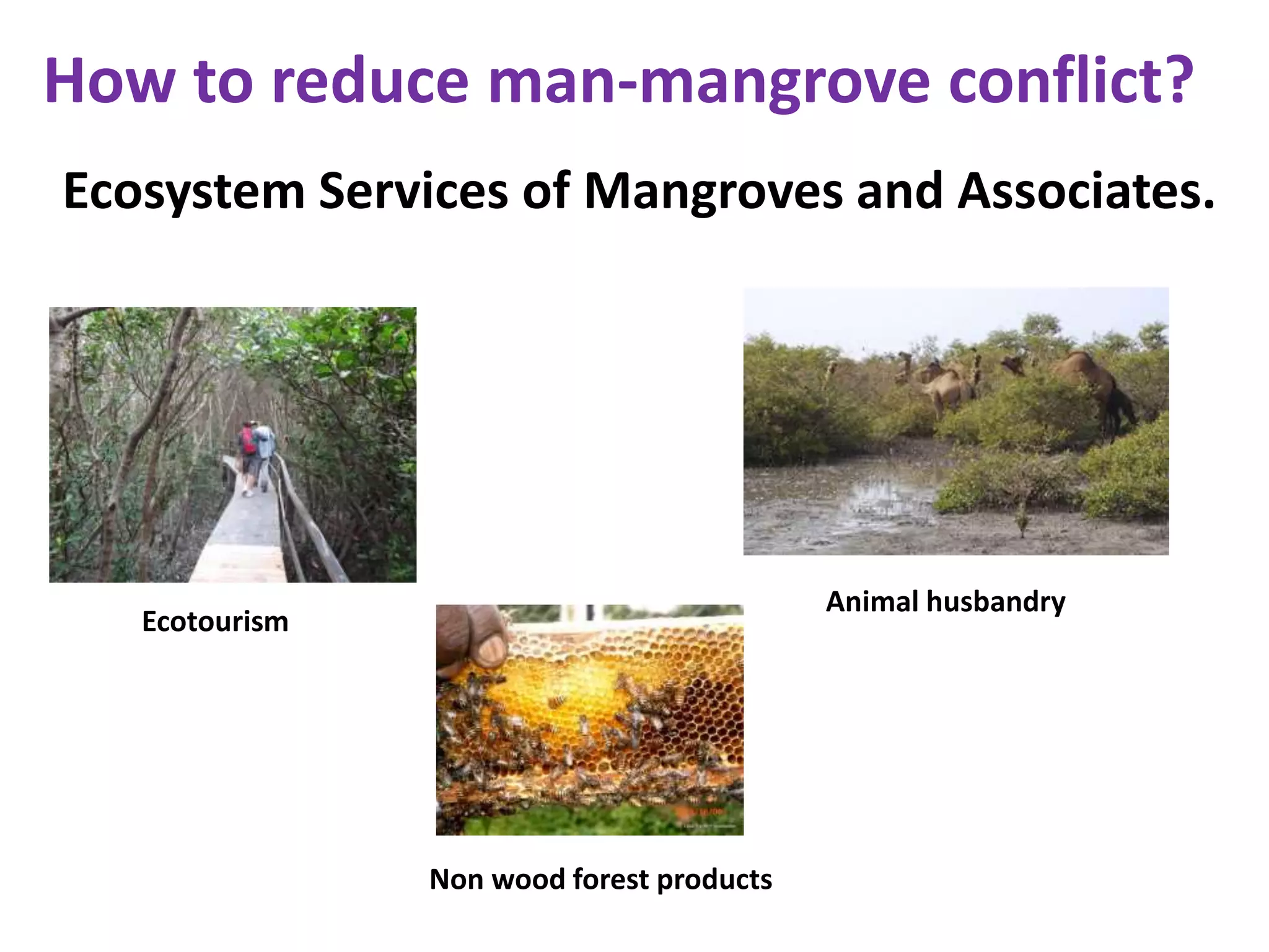 Mangrove nursery 1 | PPTX