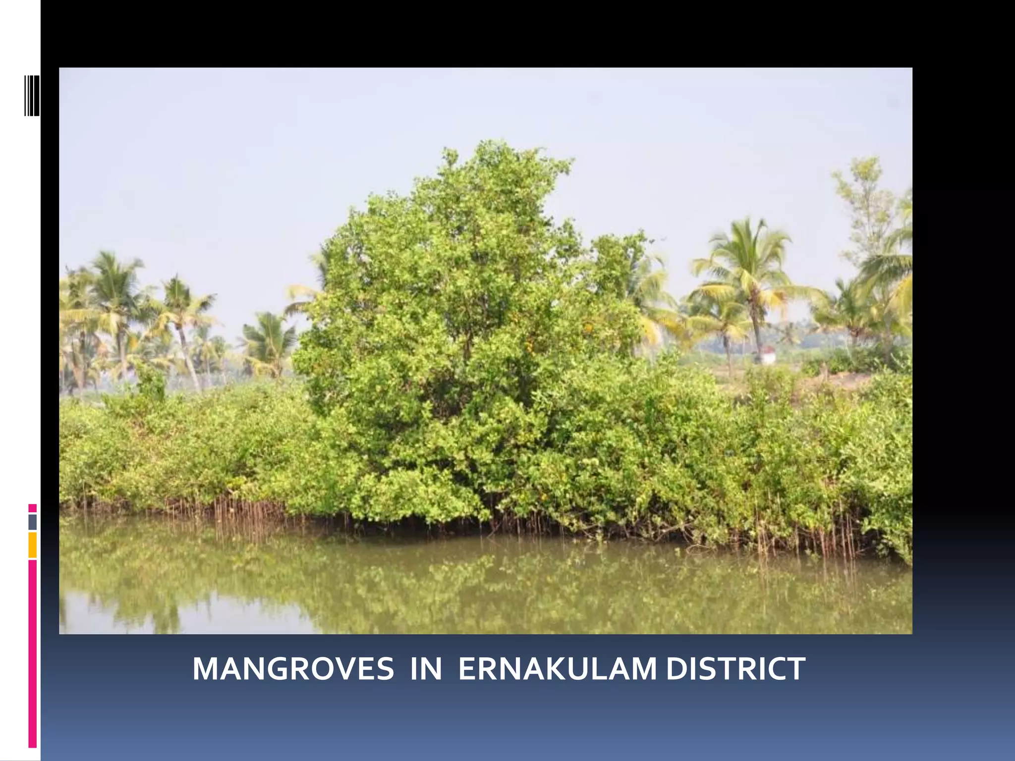 Mangrove ppt slides | PPT
