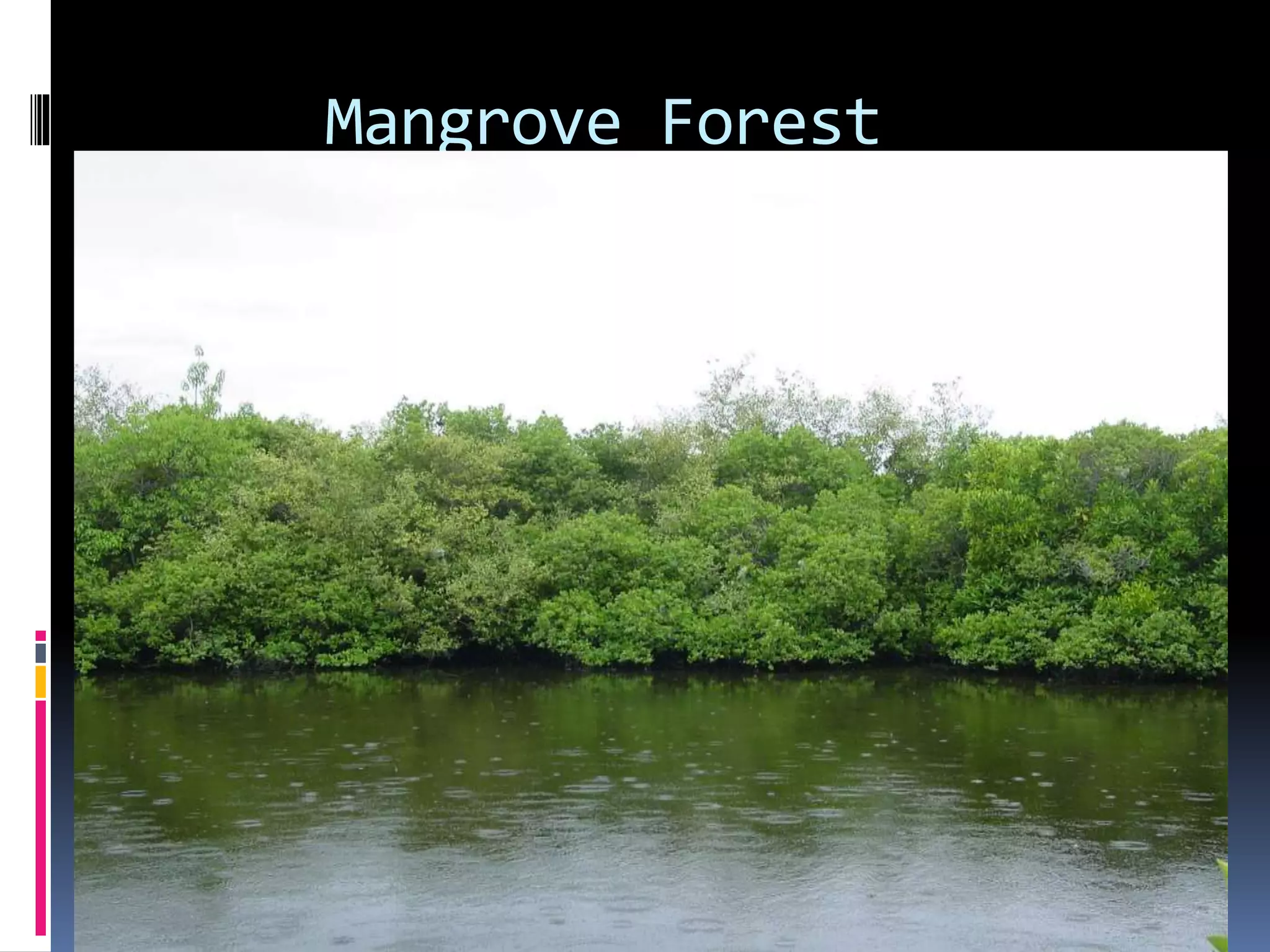 Mangrove ppt slides | PPT