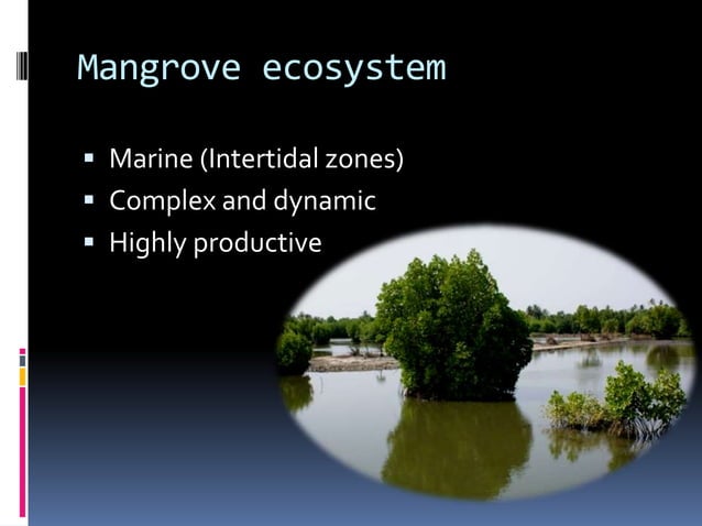 Mangrove ppt slides | PPT