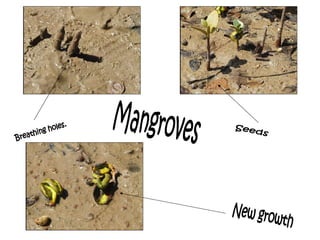Mangrove pwr point 1 | PPT