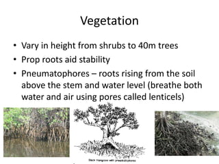 Mangroves | PPT