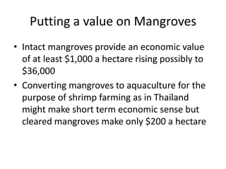 Mangroves | PPTX