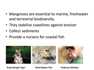 Mangroves | PPT