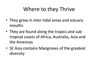 Mangroves | PPT