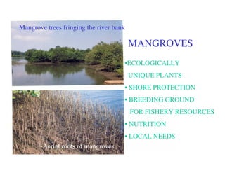 Mangroves | PDF