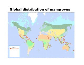 Mangroves | PDF