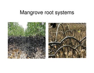 Mangroves | PDF
