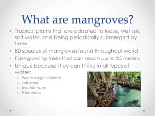 Mangroves | PPTX