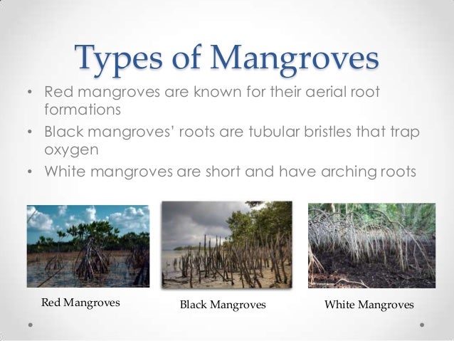 Mangroves