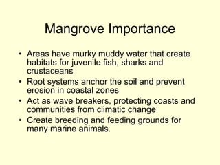 Mangroves | PPT
