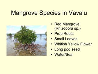 Mangroves | PPT