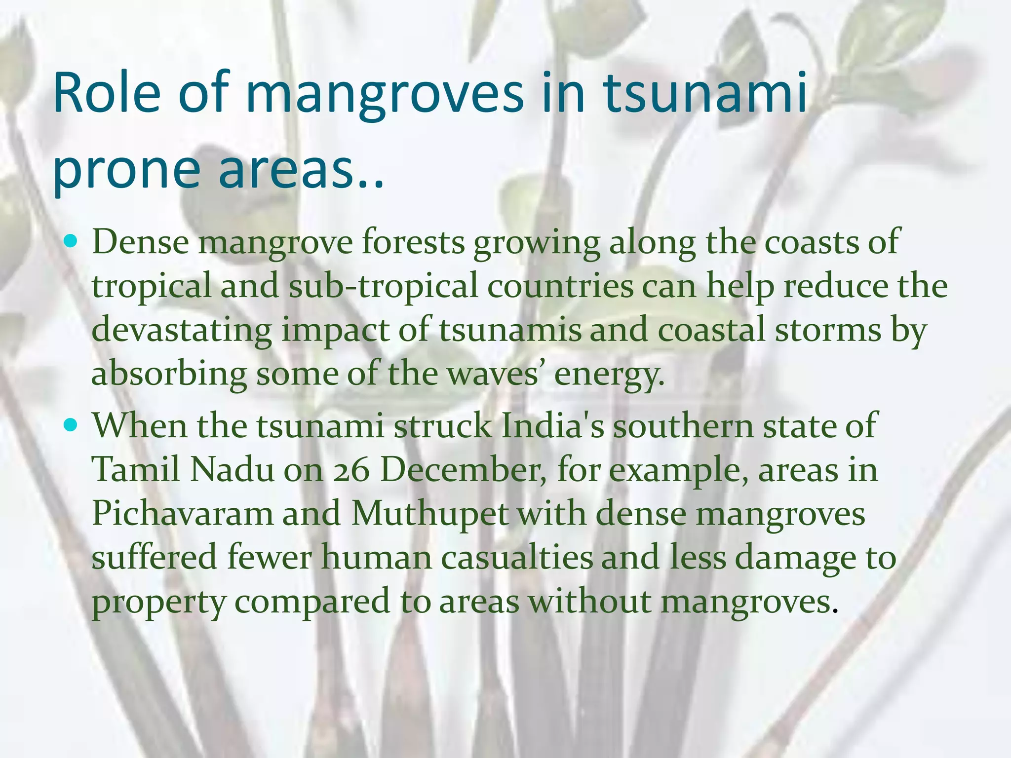 Mangroves | PPTX