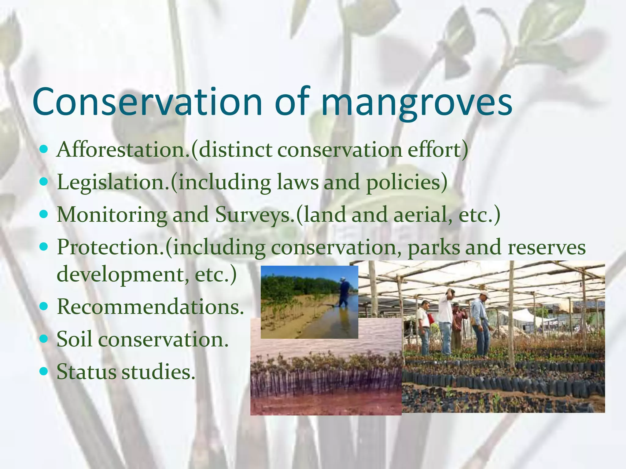 Mangroves | PPTX
