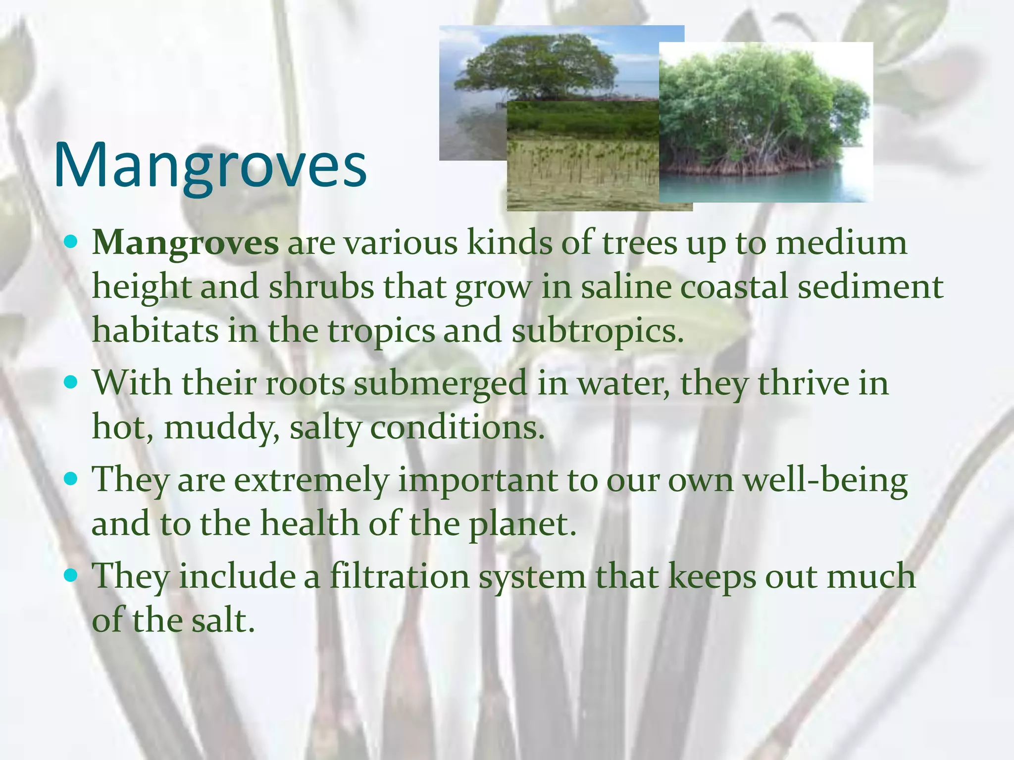 Mangroves | PPTX